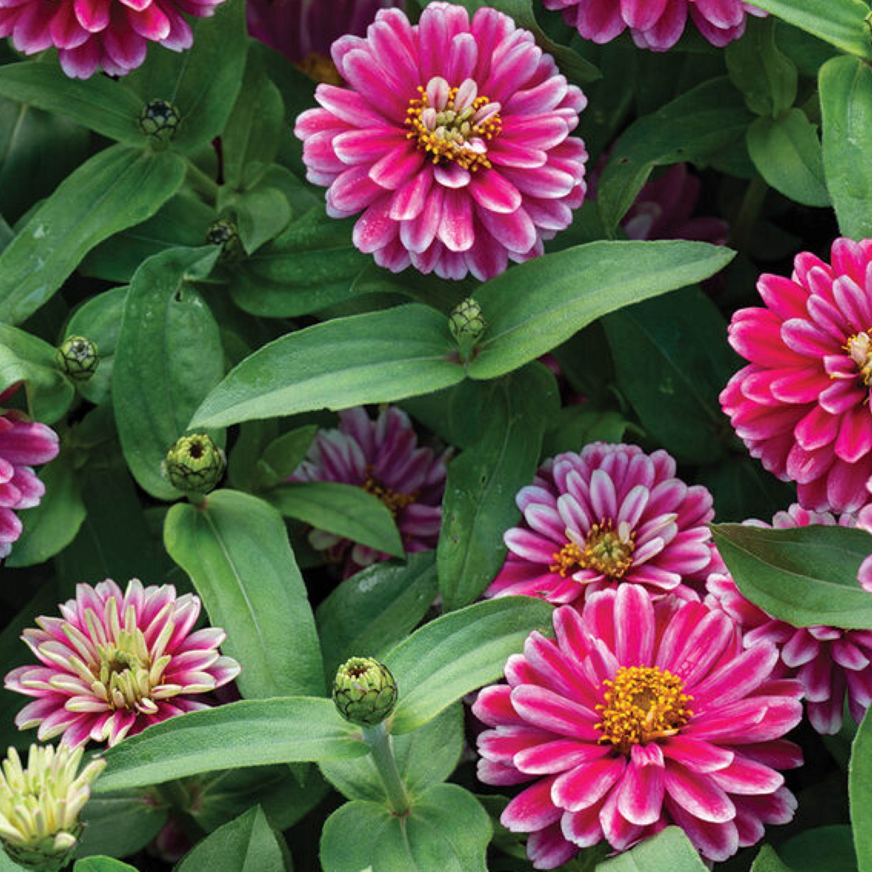 Double Zahara™ Double Zahara™ Raspberry Ripple- 4PK | The Farm LLC